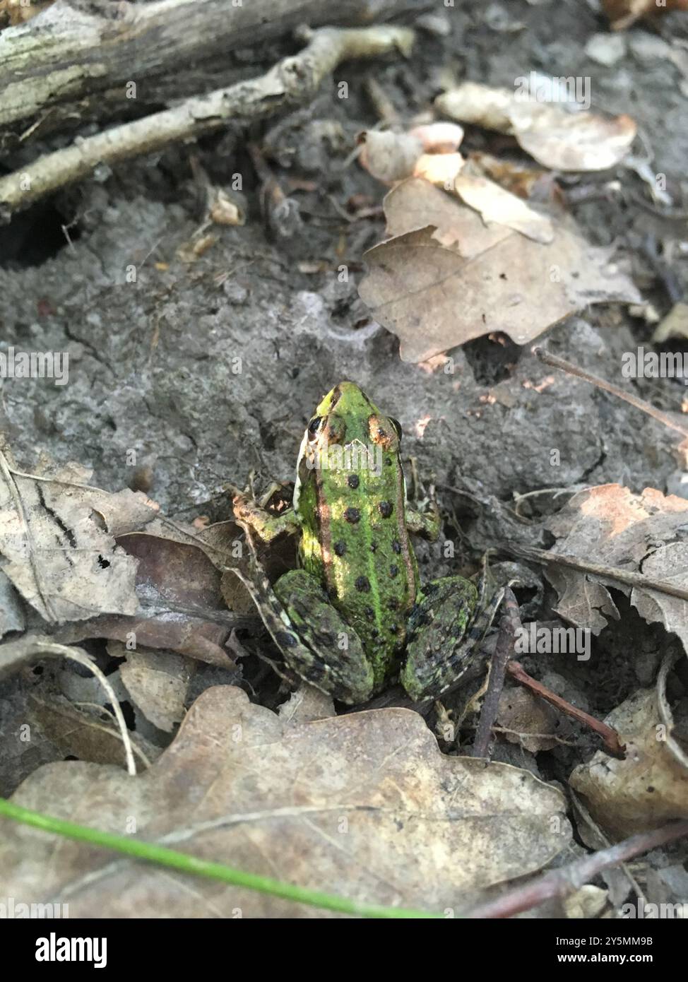Water Frogs (Pelophylax) Amphibia Stock Photo - Alamy