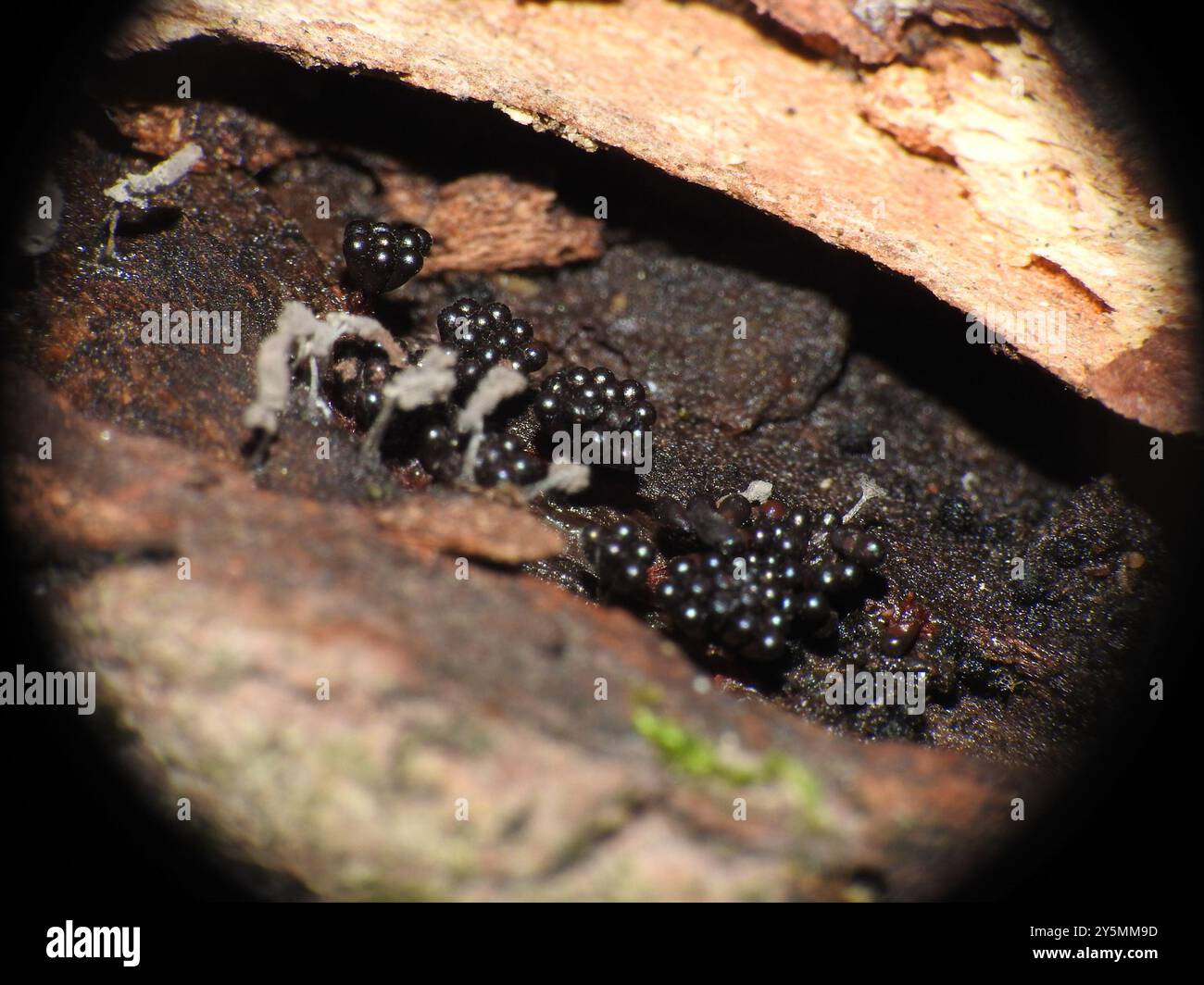Wasp's Nest Slime Mold (Metatrichia vesparia) Protozoa Stock Photo - Alamy