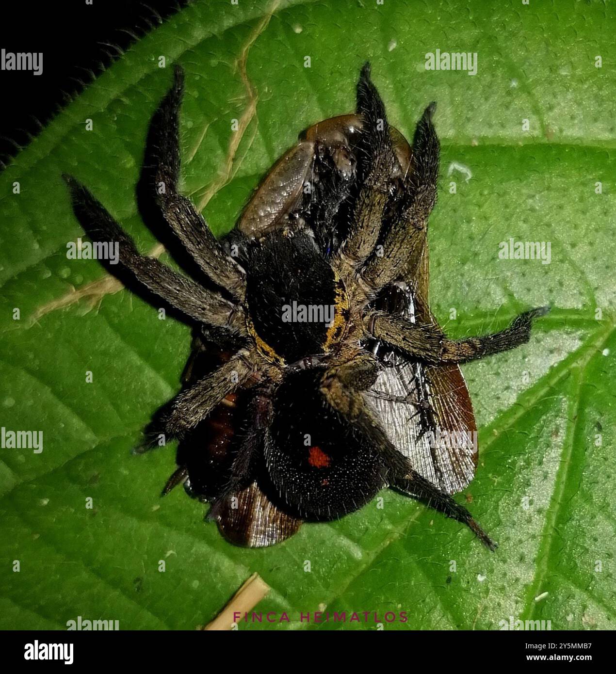 Tropical Wandering Spiders (Ctenus) Arachnida Stock Photo - Alamy