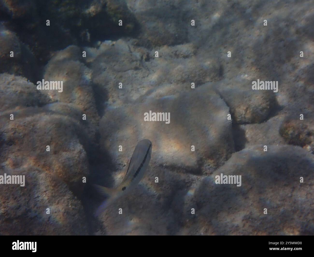 Red Sea Goatfish (Parupeneus forsskali) Actinopterygii Stock Photo - Alamy