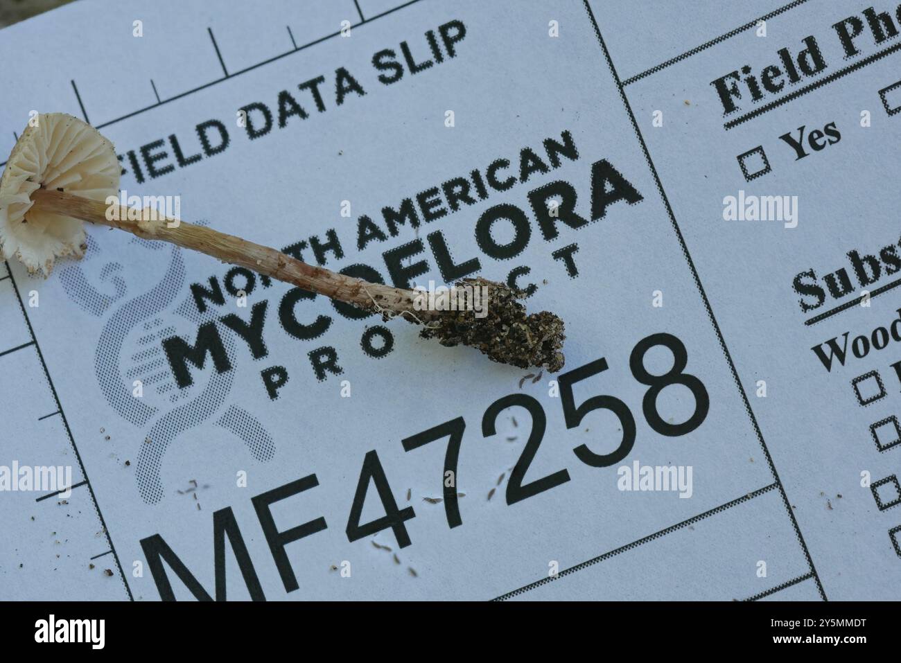 Stinking Dapperling (Lepiota cristata) Fungi Stock Photo - Alamy