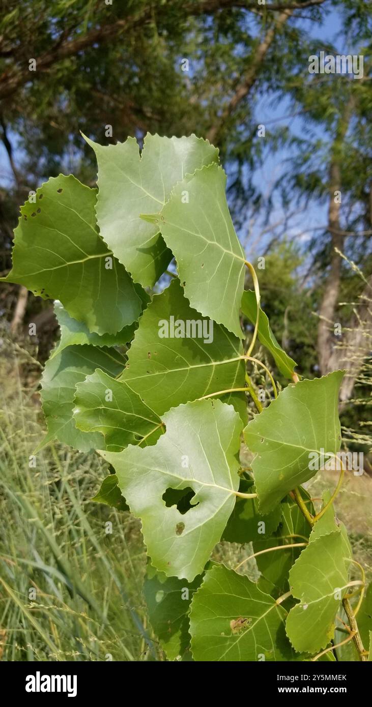 Eastern Cottonwood (Populus deltoides) Plantae Stock Photo - Alamy
