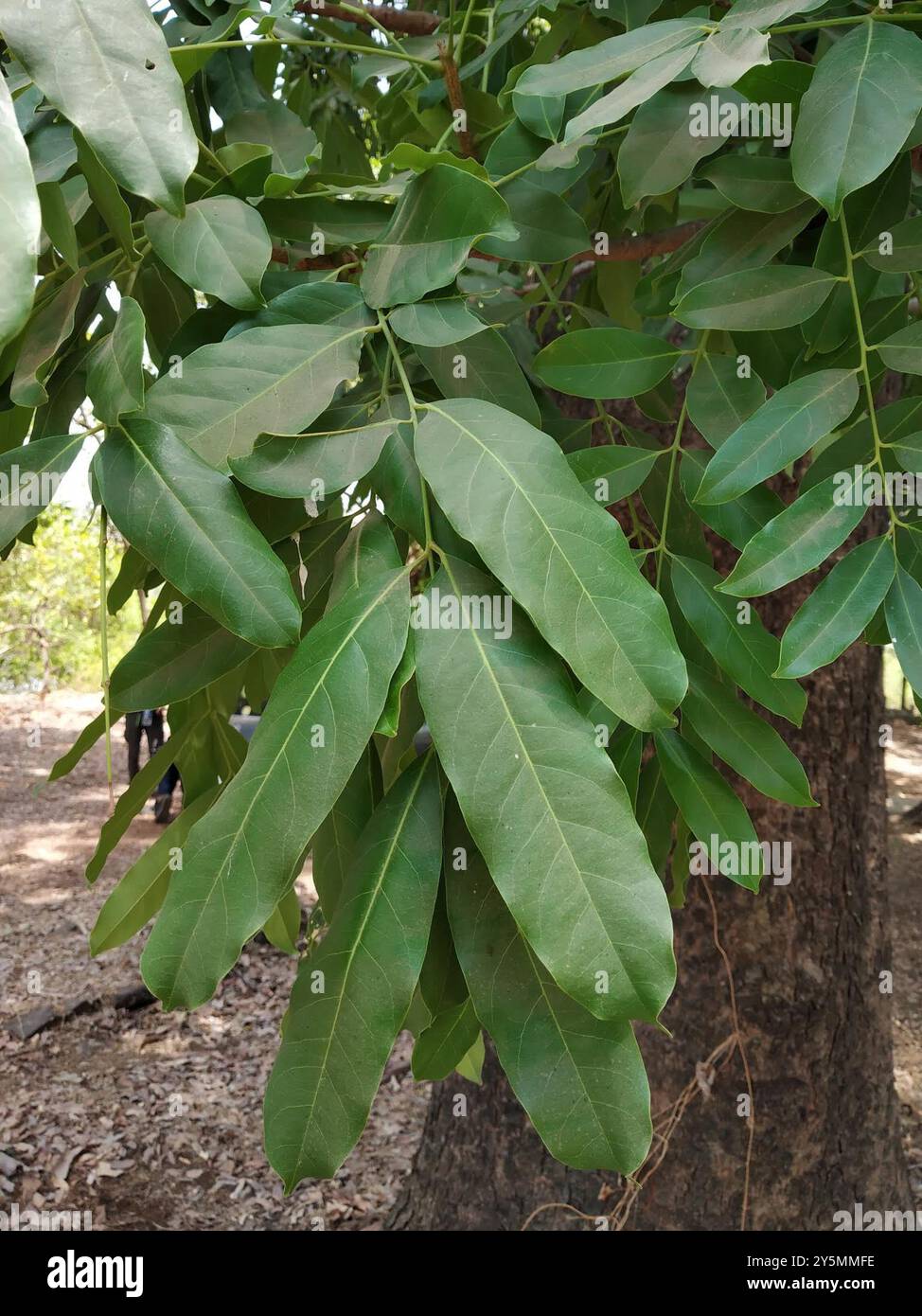 Big-leaf Mahogany (Swietenia macrophylla) Plantae Stock Photo - Alamy