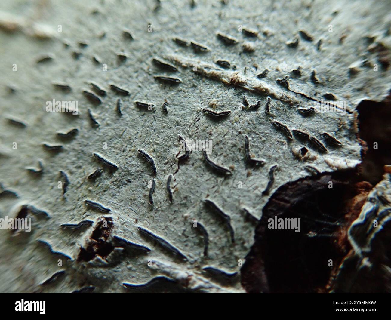 Common Script Lichen (Graphis scripta) Fungi Stock Photo - Alamy