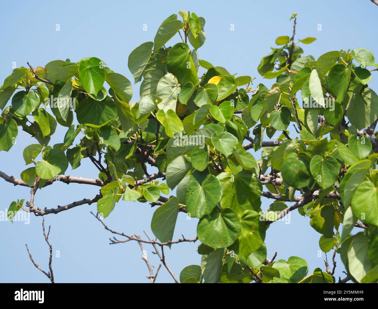 sea hibiscus (Hibiscus tiliaceus) Plantae Stock Photo - Alamy