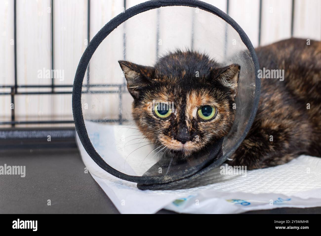 A cat that is wearing a plastic coneshaped collar around its head which ...
