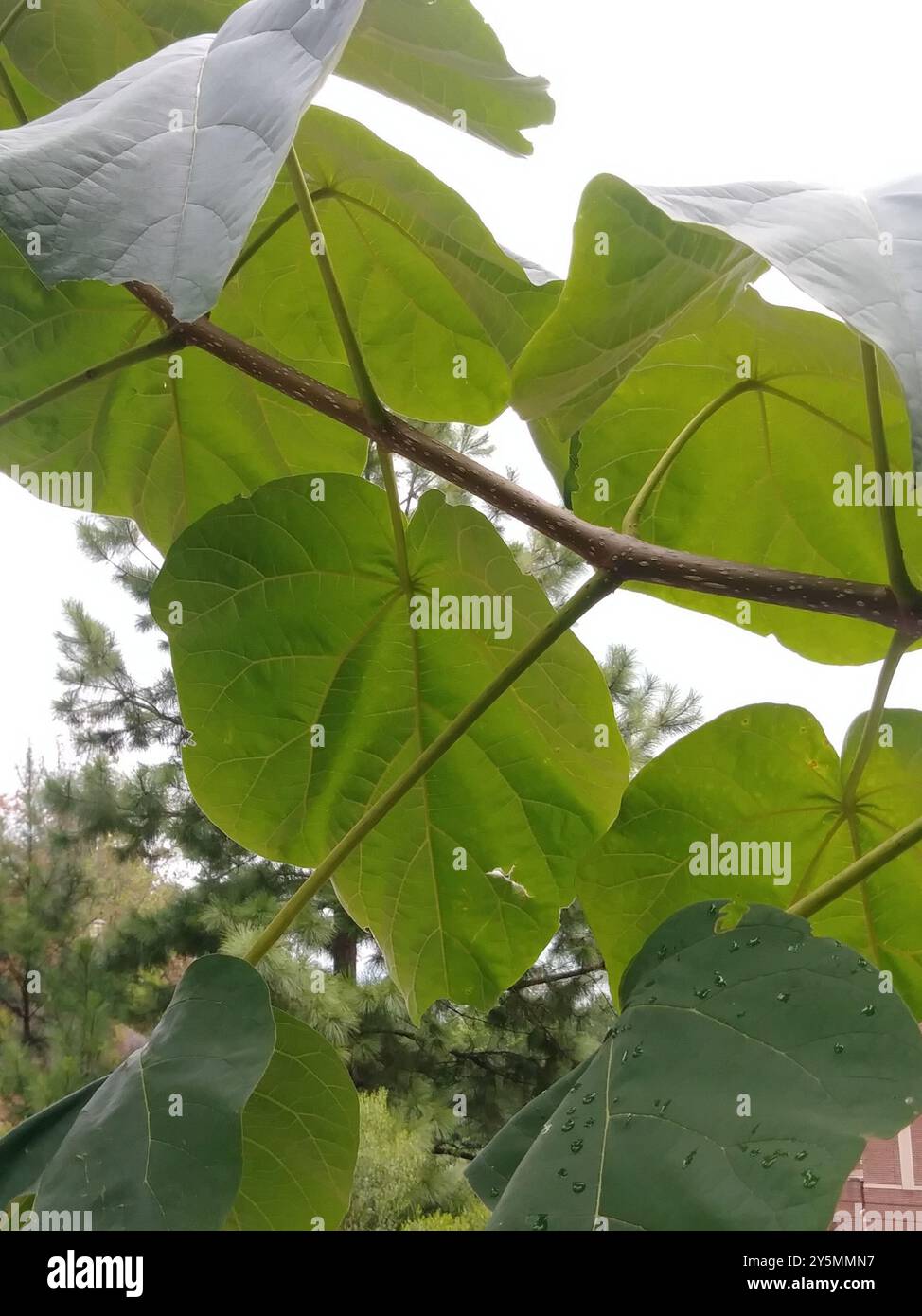 princess tree (Paulownia tomentosa) Plantae Stock Photo - Alamy