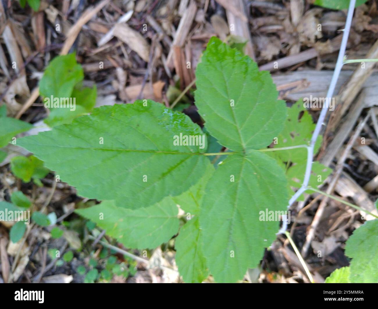 brambles (Rubus) Plantae Stock Photo - Alamy