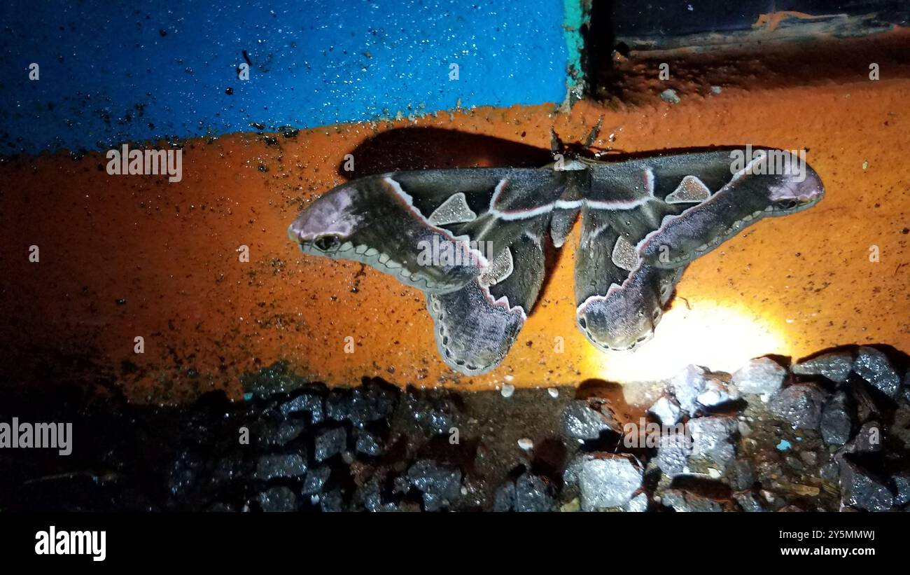 (Rothschildia lebeau inca) Insecta Stock Photo - Alamy