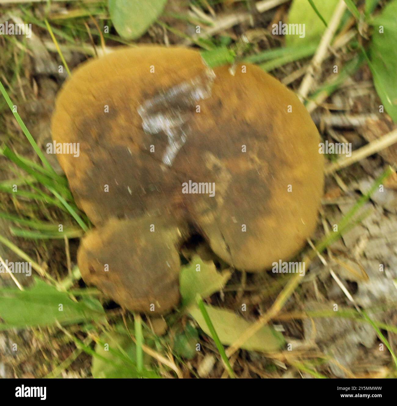 ash-tree bolete (Boletinellus merulioides) Fungi Stock Photo - Alamy