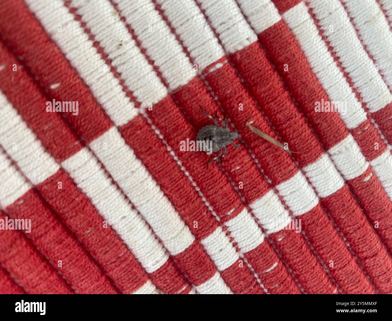 True Bugs, Hoppers, Aphids, and allies (Hemiptera) Insecta Stock Photo ...