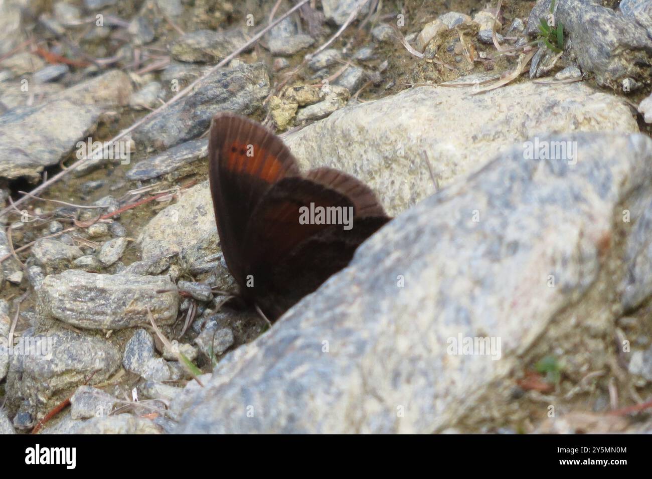 Water ringlet (Erebia pronoe) Insecta Stock Photo - Alamy