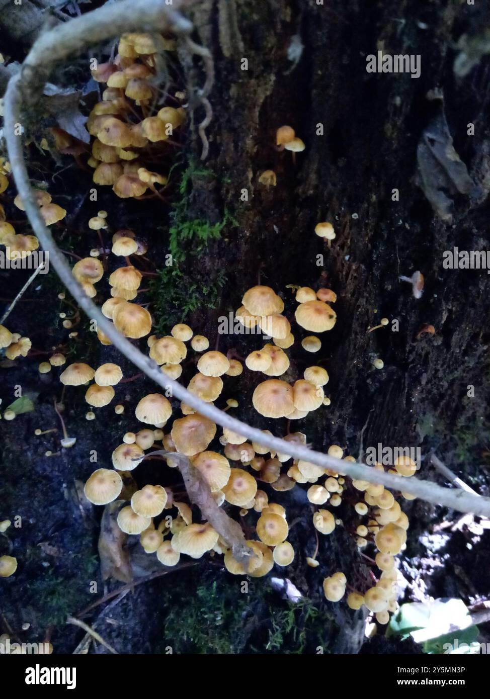 Cross-veined Troop Mushroom (Xeromphalina kauffmanii) Fungi Stock Photo ...
