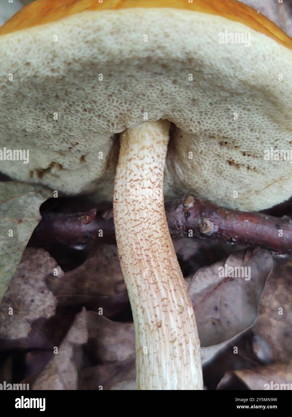 boletes (Boletaceae) Fungi Stock Photo - Alamy