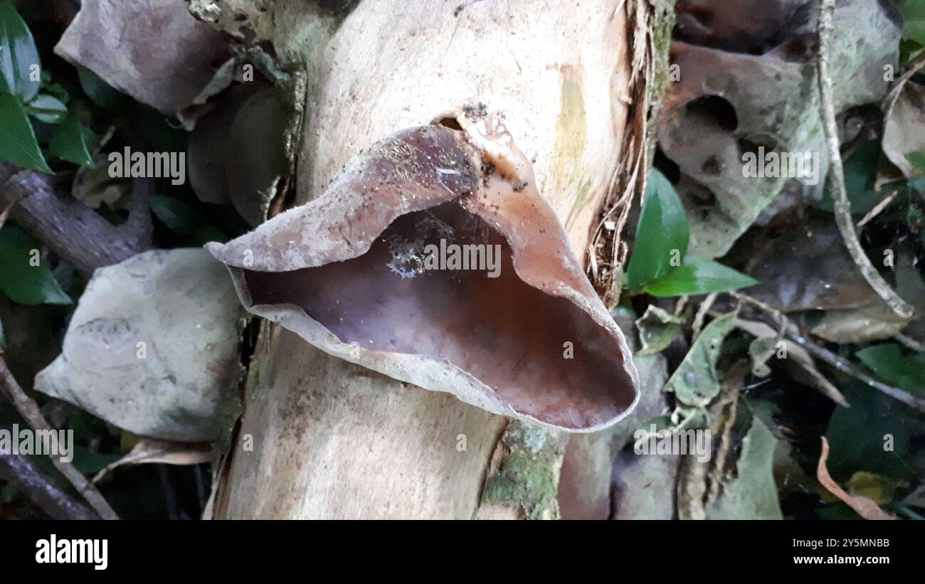 Ear fungus (Auricularia cornea) Fungi Stock Photo - Alamy