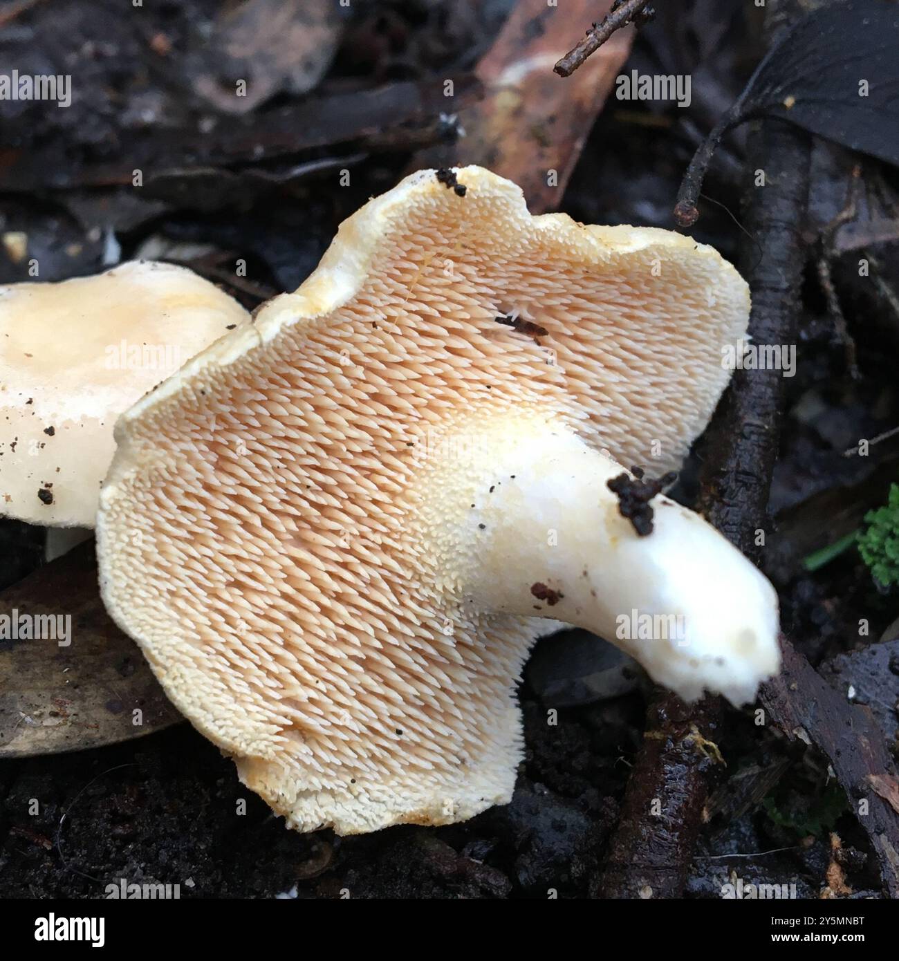 Wood Hedgehog (Hydnum repandum) Fungi Stock Photo - Alamy