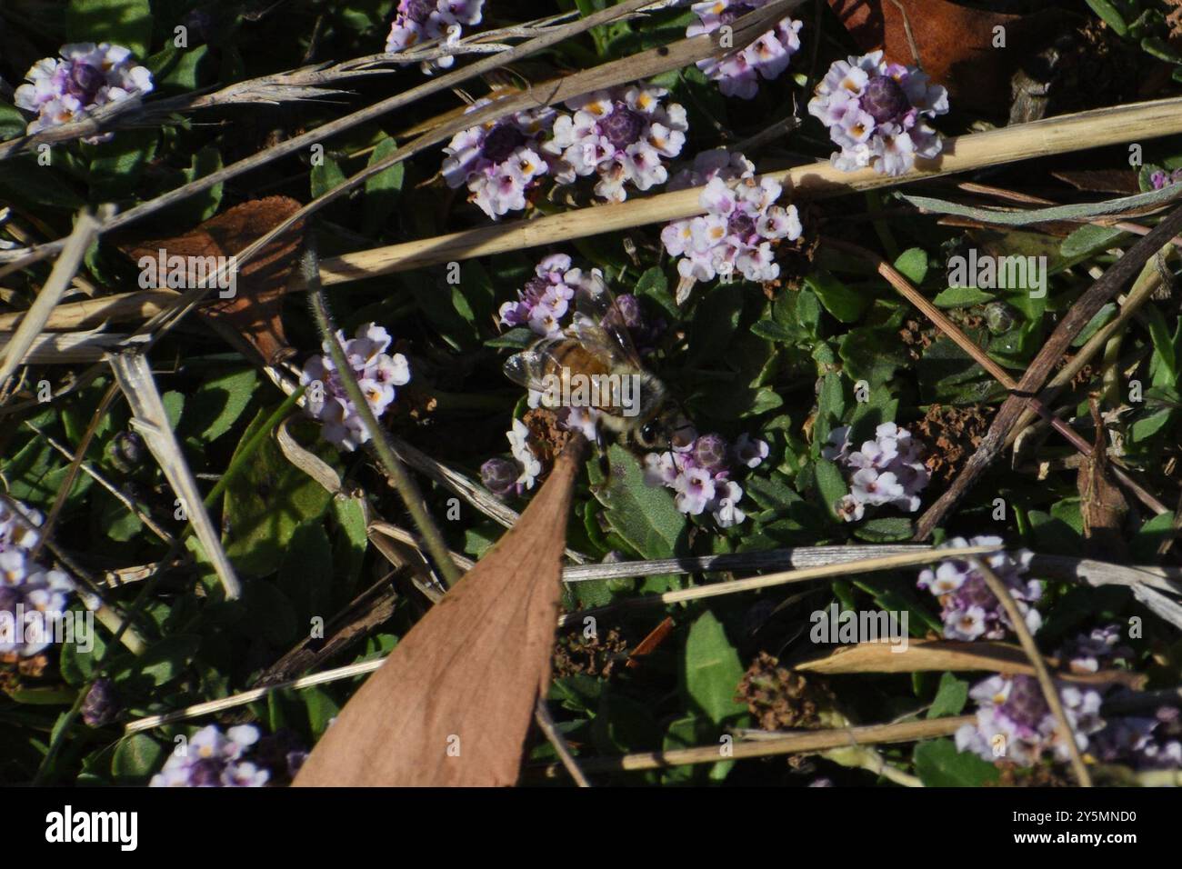 turkey tangle frogfruit (Phyla nodiflora) Plantae Stock Photo - Alamy
