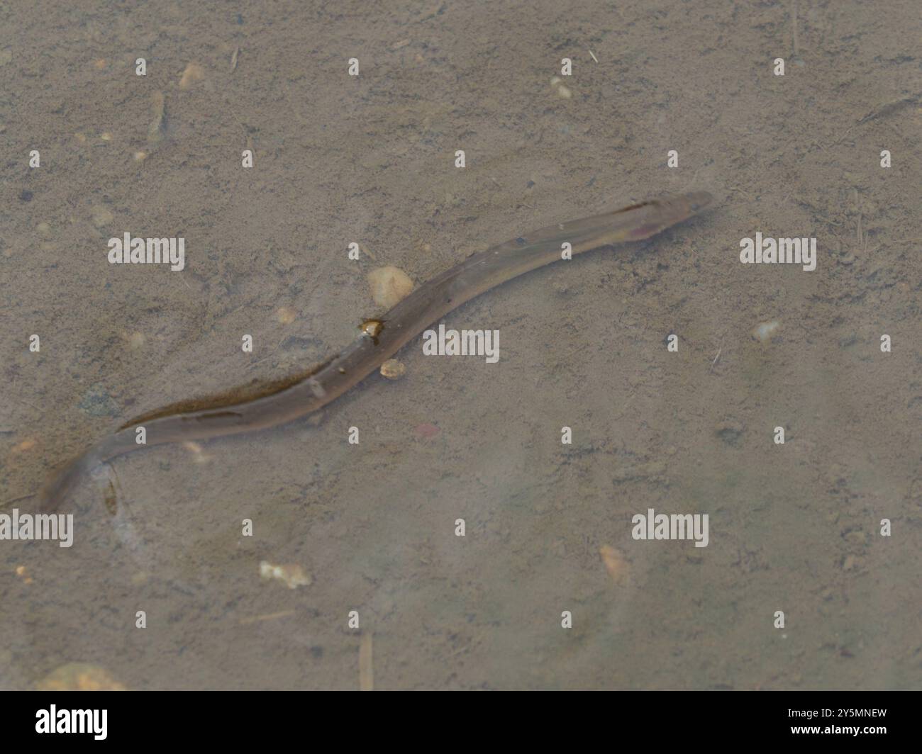 American Eel (Anguilla rostrata) Actinopterygii Stock Photo - Alamy