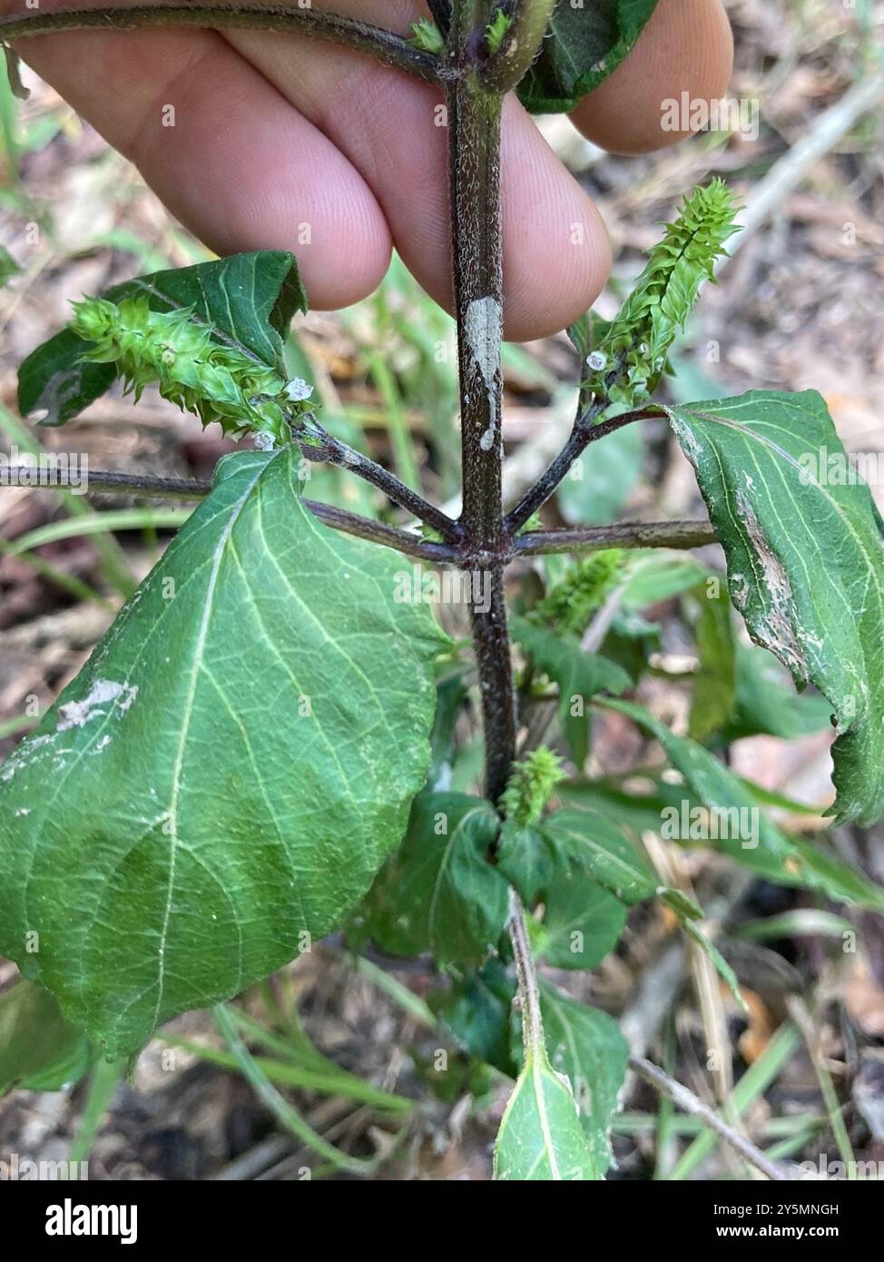 beefsteak plant (Perilla frutescens) Plantae Stock Photo - Alamy