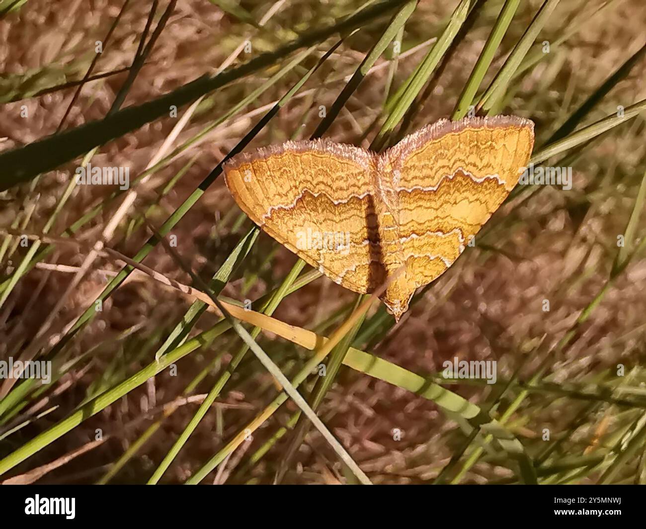 Yellow Shell Moth (Camptogramma bilineata) Insecta Stock Photo - Alamy