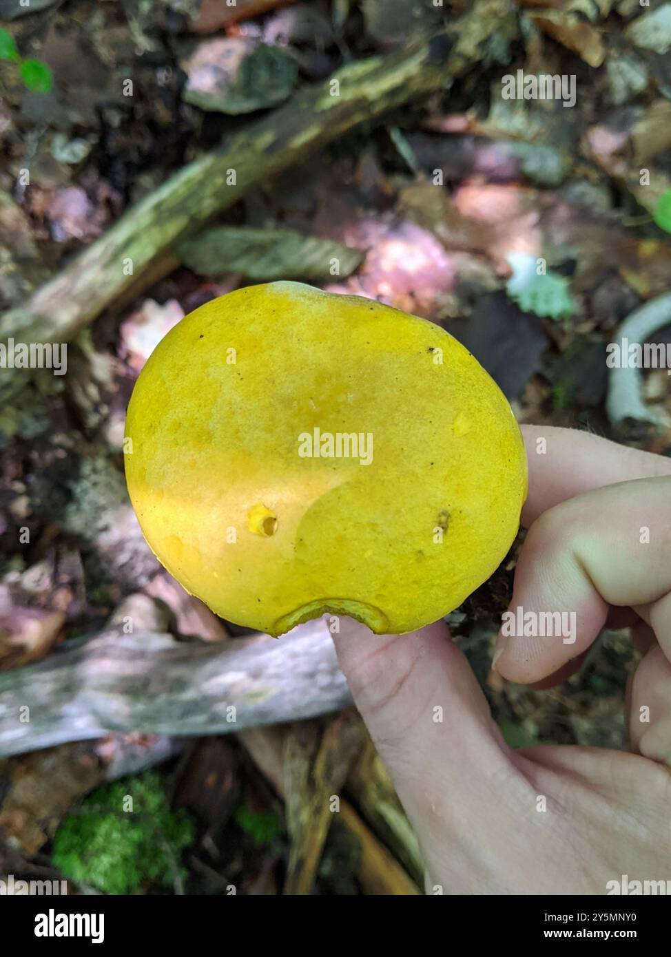 Ornate-stalked bolete (Retiboletus ornatipes) Fungi Stock Photo - Alamy