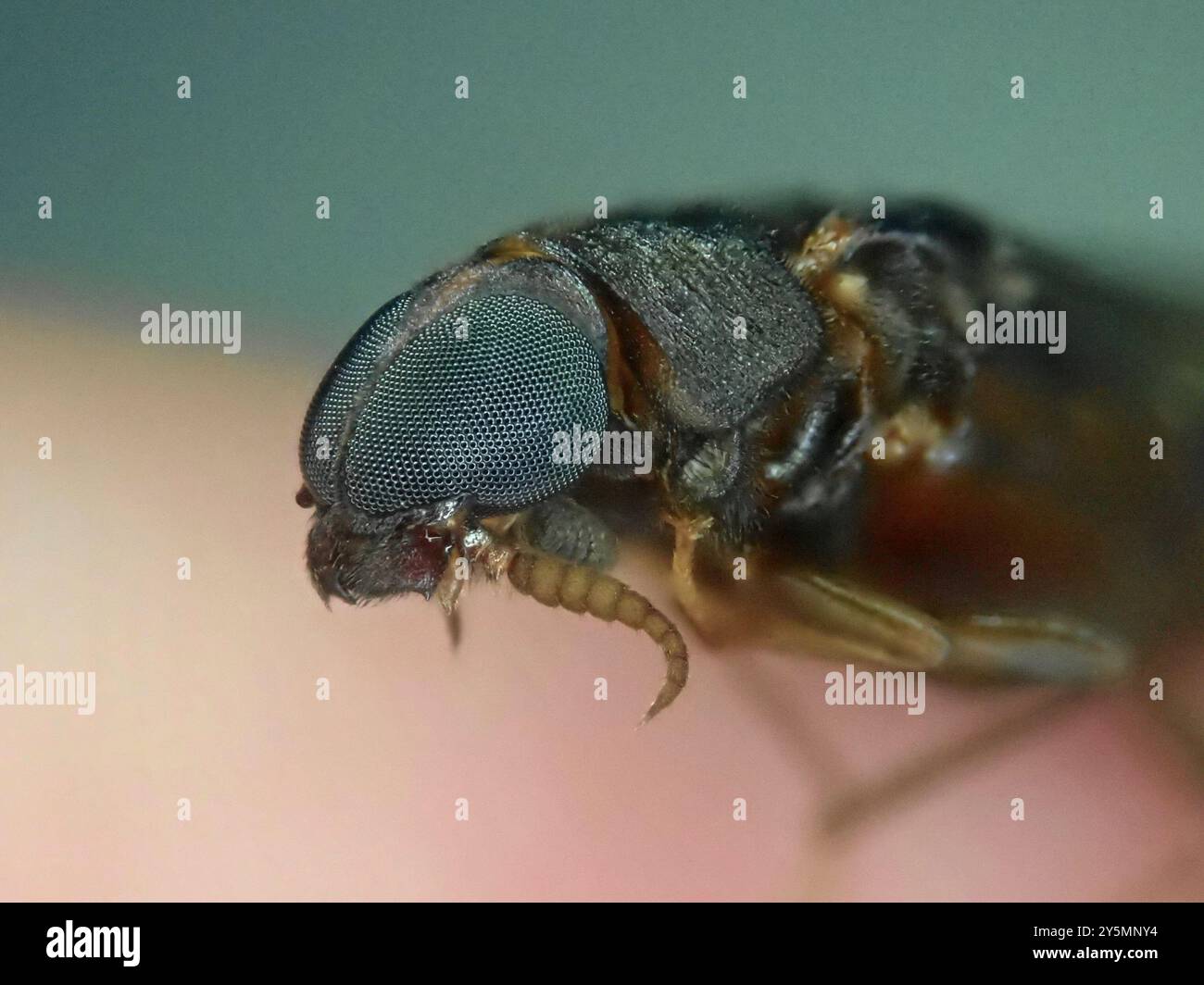 Ship-timber Beetles (Atractocerus) Insecta Stock Photo - Alamy