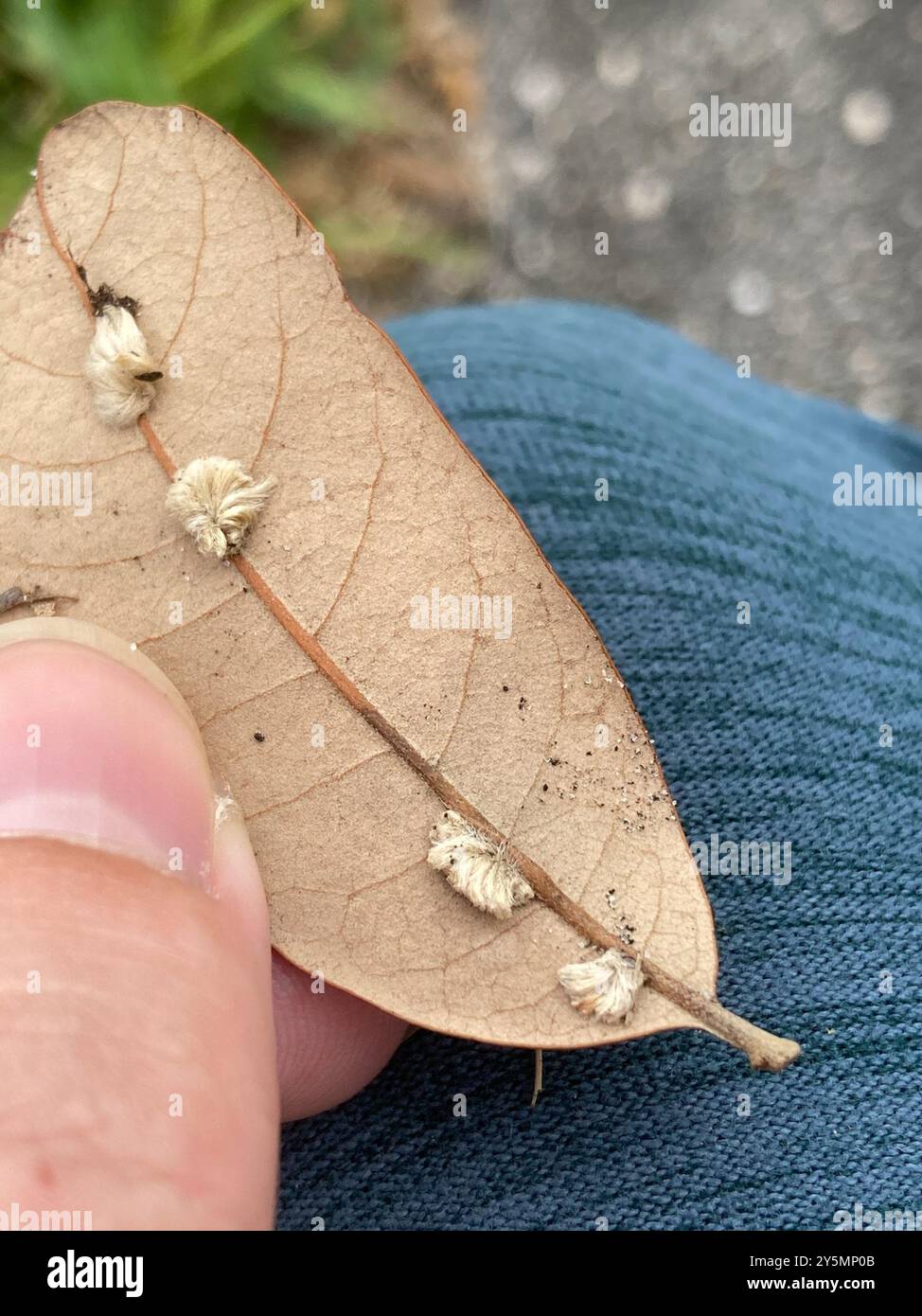 Wool-bearing Gall Wasp (Druon quercuslanigerum) Insecta Stock Photo - Alamy