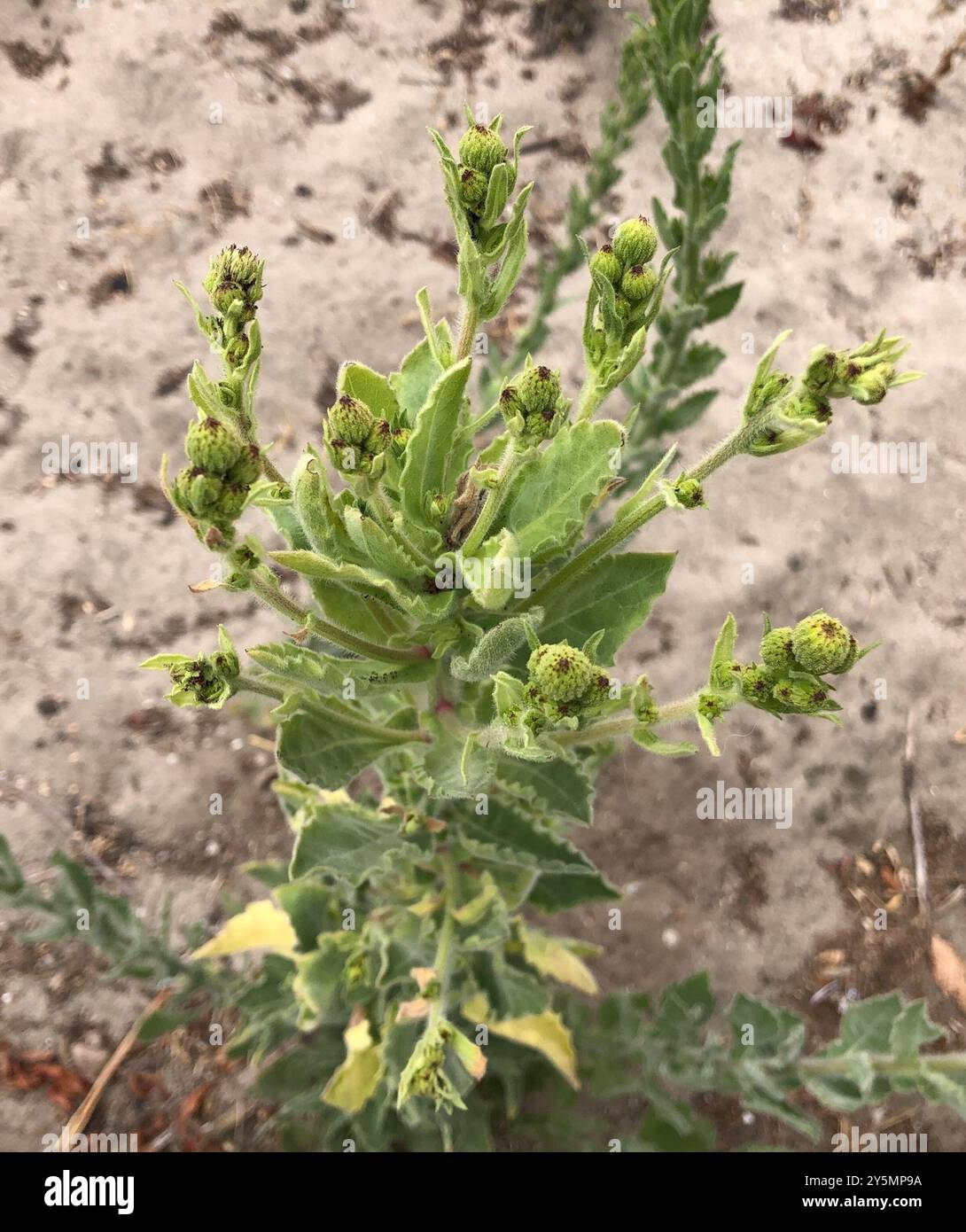 Telegraphweed (Heterotheca grandiflora) Plantae Stock Photo - Alamy
