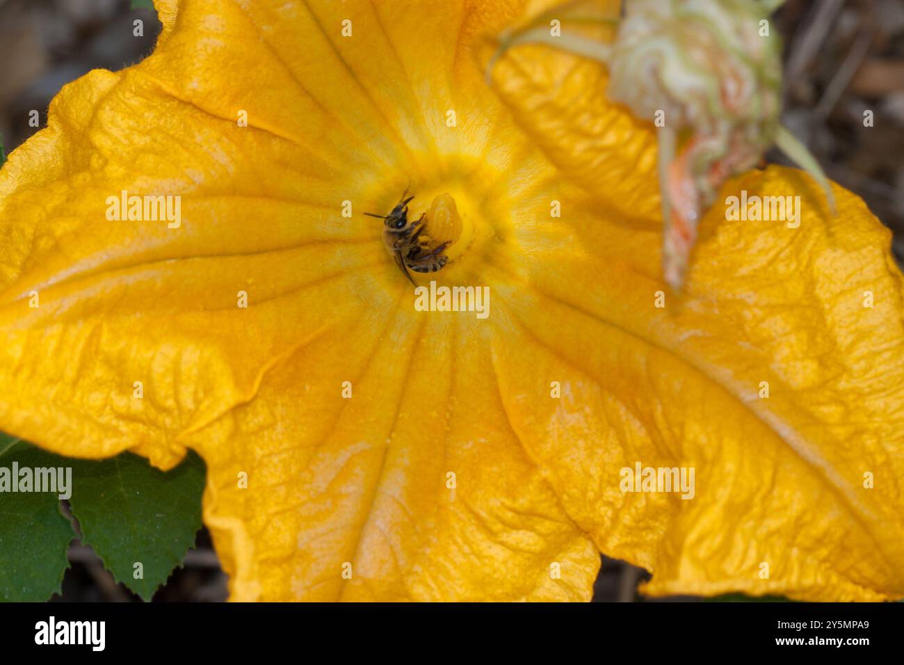 Pruinose Squash Bee (Peponapis pruinosa) Insecta Stock Photo - Alamy
