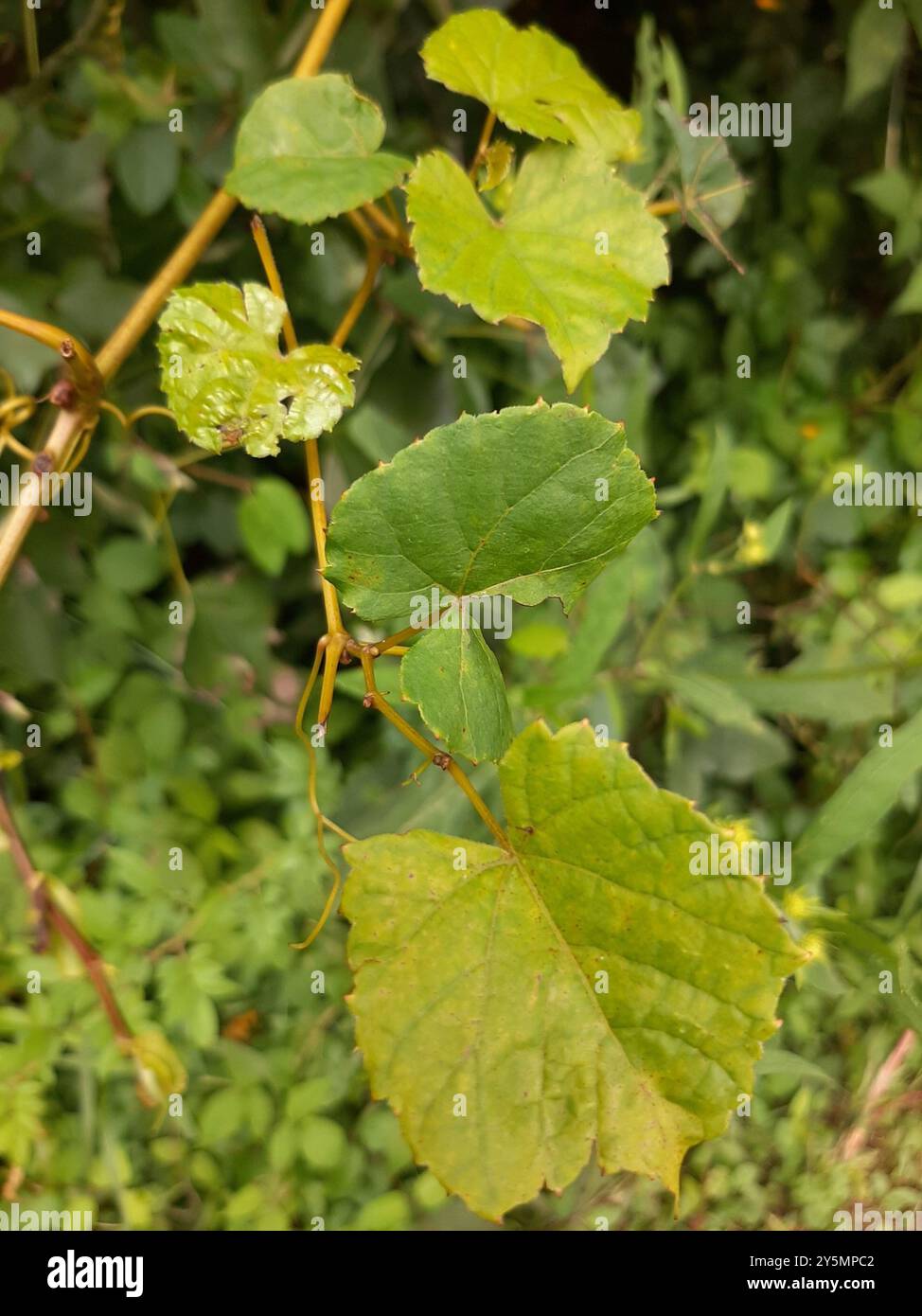 grape family (Vitaceae) Plantae Stock Photo - Alamy
