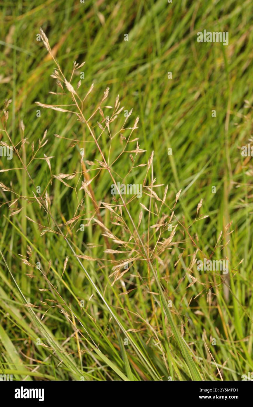 colonial bent (Agrostis capillaris) Plantae Stock Photo - Alamy