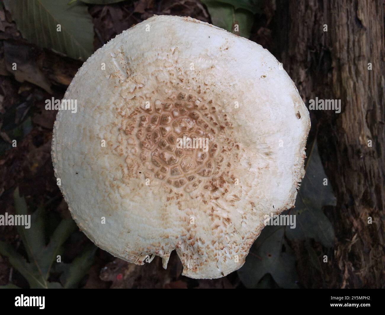 American Club-Footed Lepidella (Amanita rhopalopus) Fungi Stock Photo ...