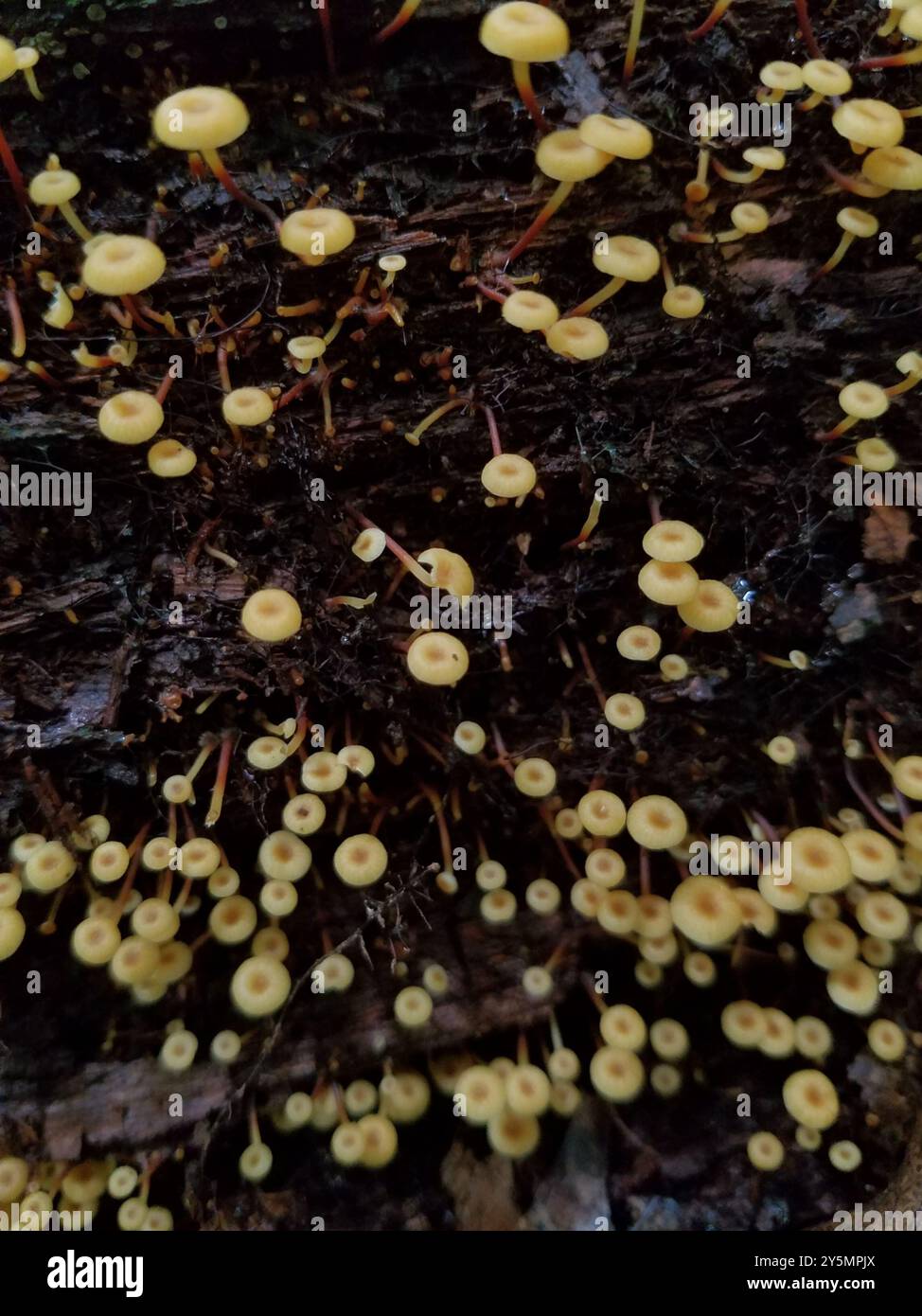 Cross-veined Troop Mushroom (Xeromphalina kauffmanii) Fungi Stock Photo ...
