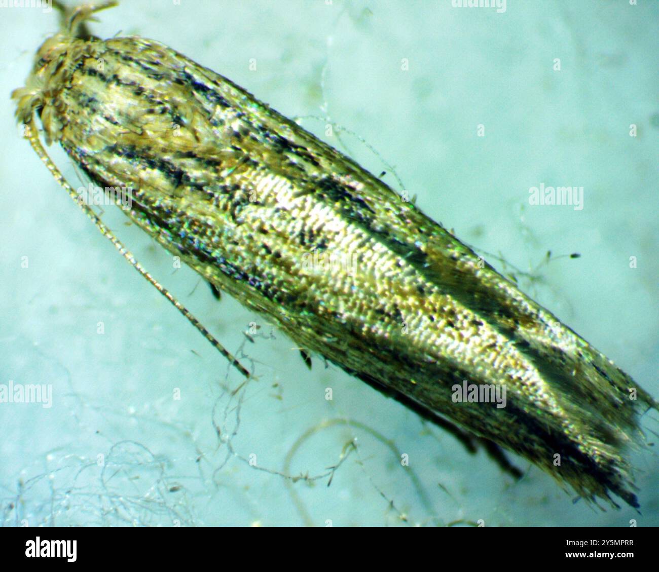 Streaked Twirler (Symmetrischema striatella) Insecta Stock Photo - Alamy