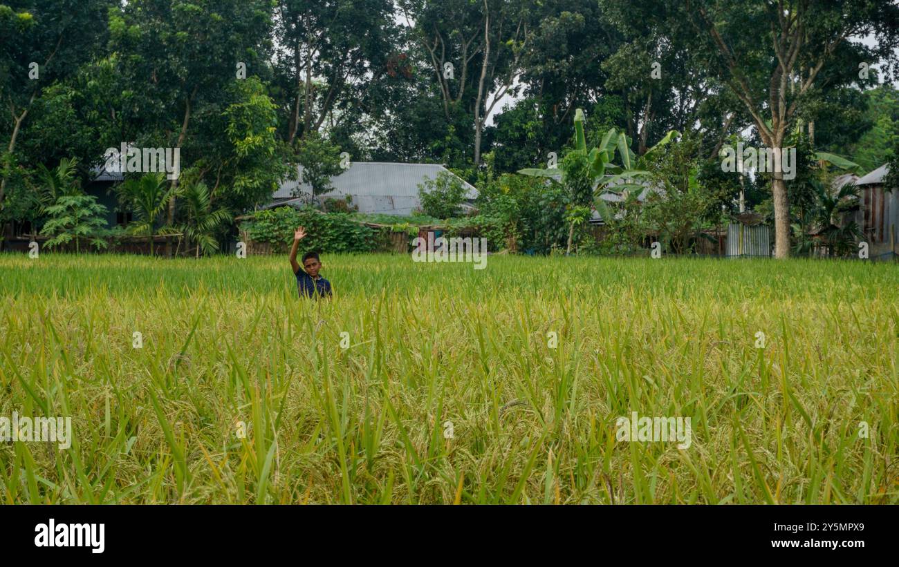 Green paddy fields across the blue sky. The village of Bangladesh is ...