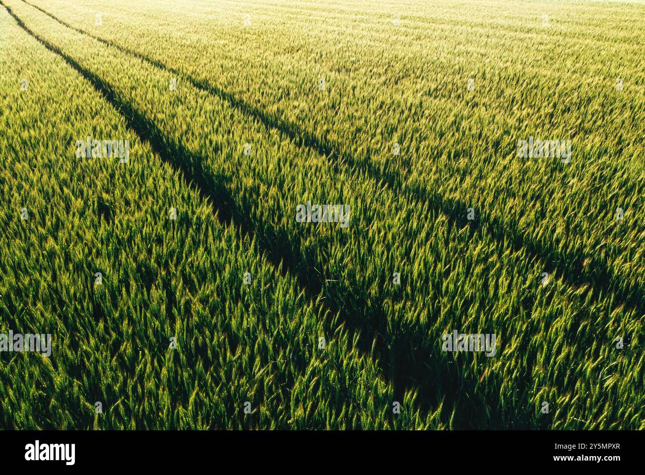 Green wheat field with tractor tire marks in spring sunset, aerial shot ...