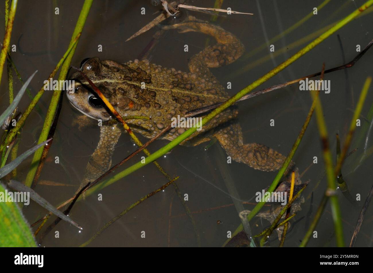 Sand Toad (Vandijkophrynus angusticeps) Amphibia Stock Photo - Alamy