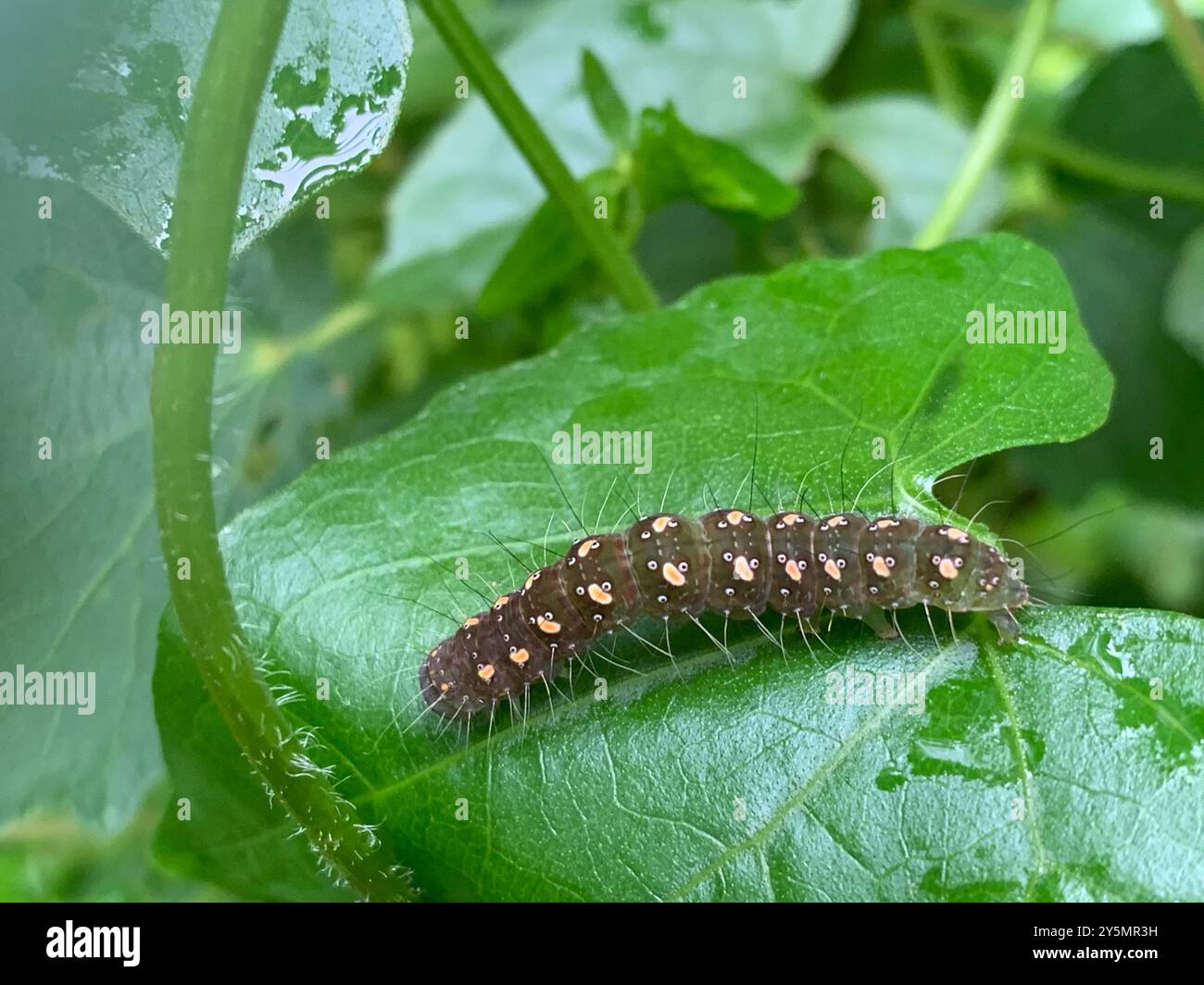 Transverse moth hi-res stock photography and images - Alamy
