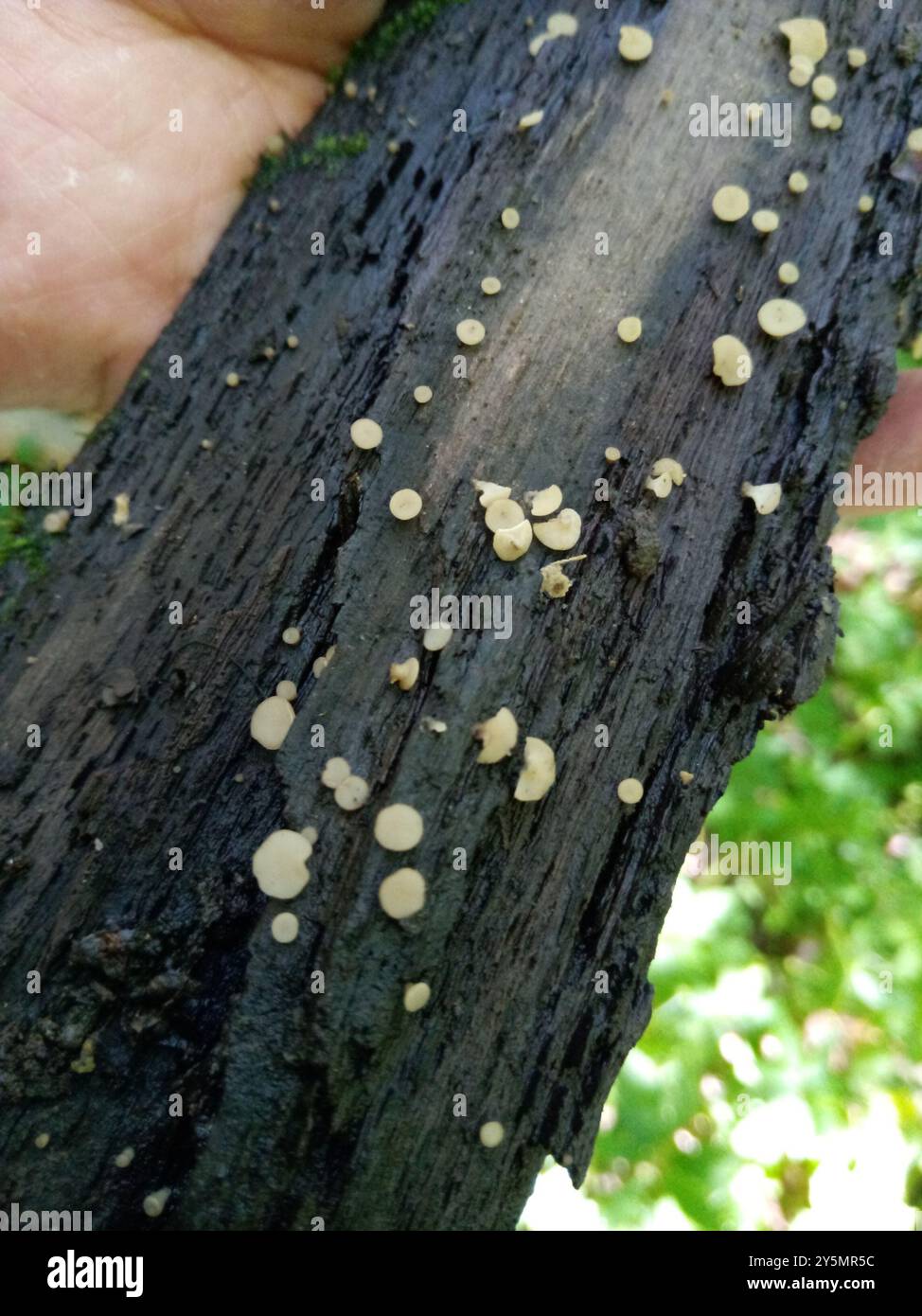 Macrospora hi-res stock photography and images - Alamy