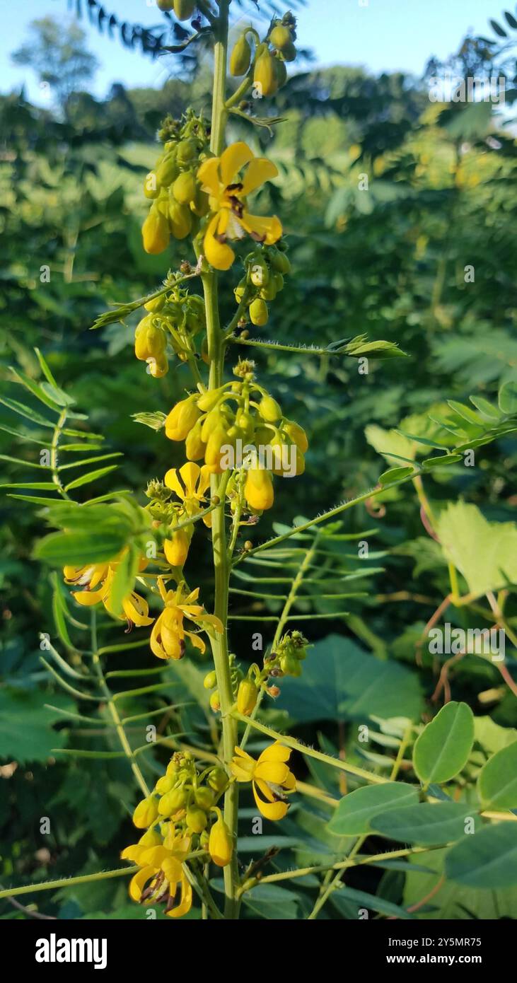 American senna (Senna hebecarpa) Plantae Stock Photo - Alamy
