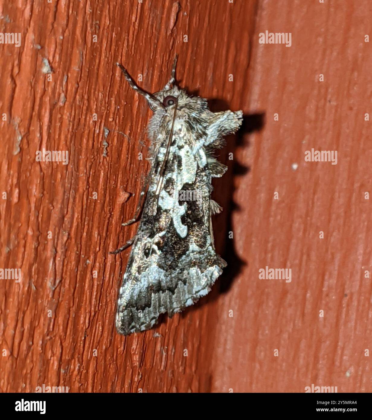 Salt-and-pepper Looper Moth (Syngrapha rectangula) Insecta Stock Photo ...