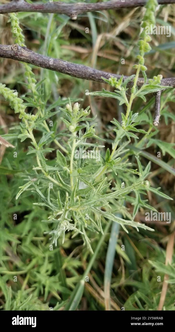 western ragweed (Ambrosia psilostachya) Plantae Stock Photo - Alamy