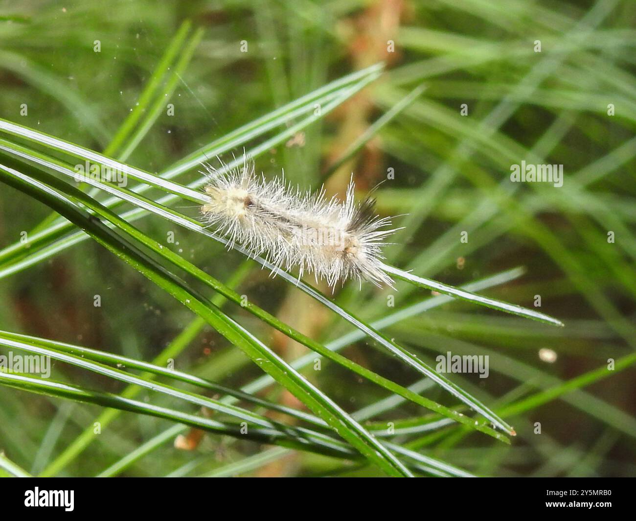 Banded Tussock Moth (Halysidota tessellaris) Insecta Stock Photo - Alamy
