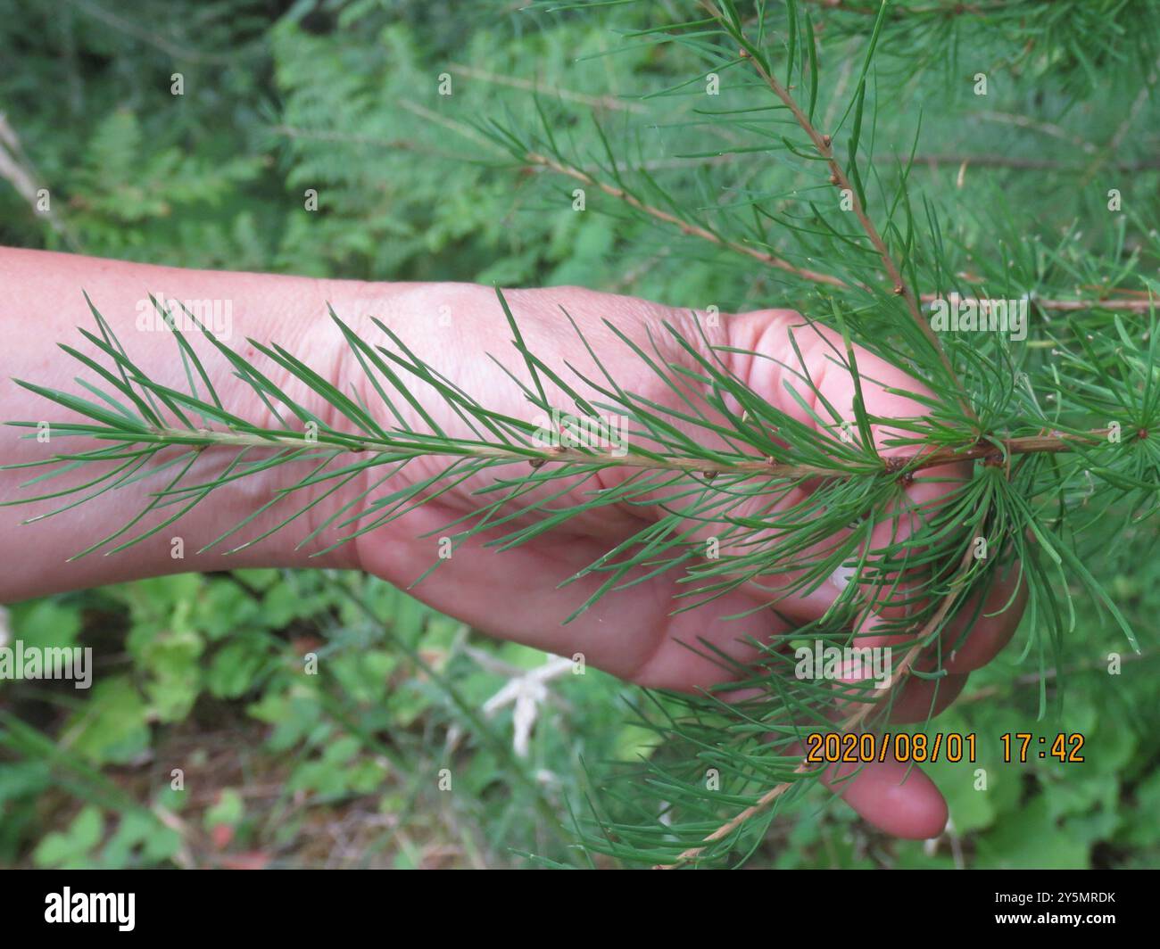 western larch (Larix occidentalis) Plantae Stock Photo - Alamy