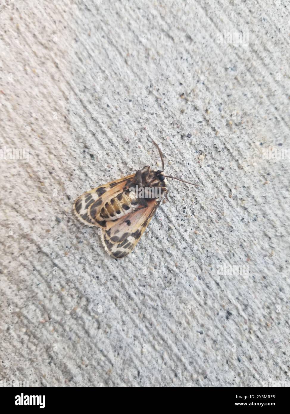 Parthenice Tiger Moth (Apantesis parthenice) Insecta Stock Photo - Alamy