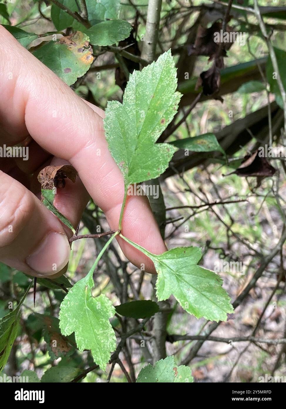 green hawthorn (Crataegus viridis) Plantae Stock Photo - Alamy