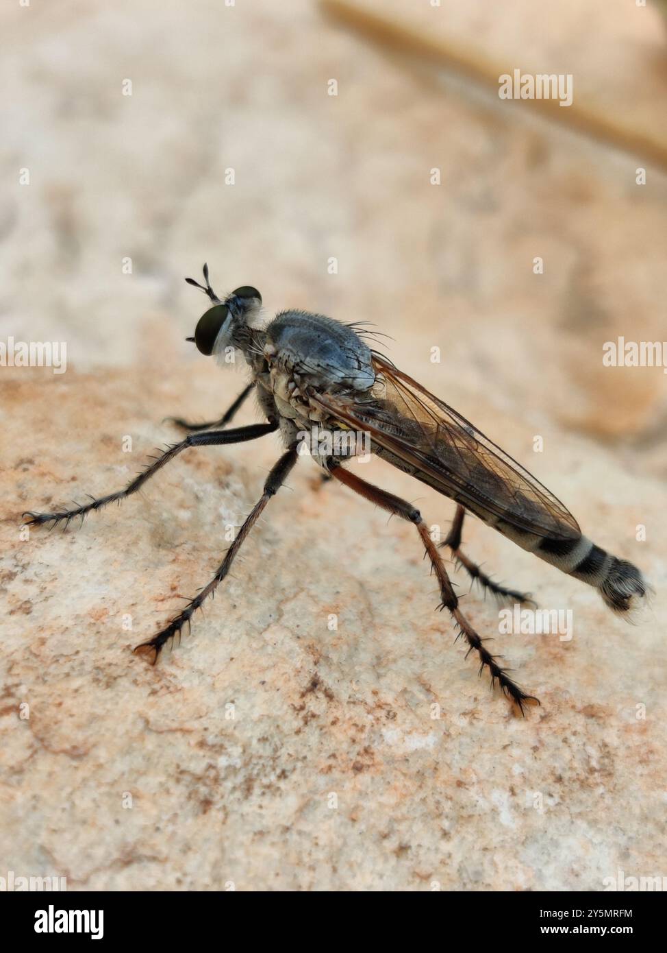 Giant Robber Flies (Microstylum) Insecta Stock Photo - Alamy