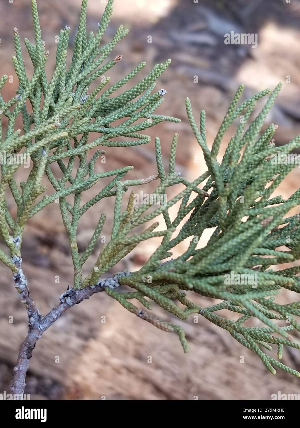 Sierra juniper (Juniperus grandis) Plantae Stock Photo - Alamy