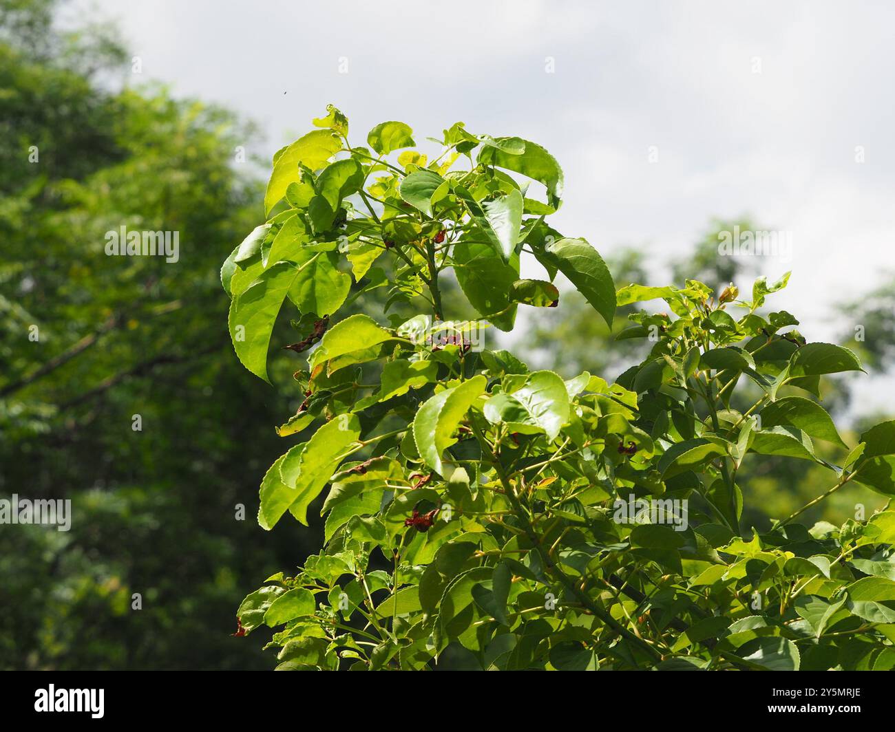 Bishop wood (Bischofia javanica) Plantae Stock Photo - Alamy