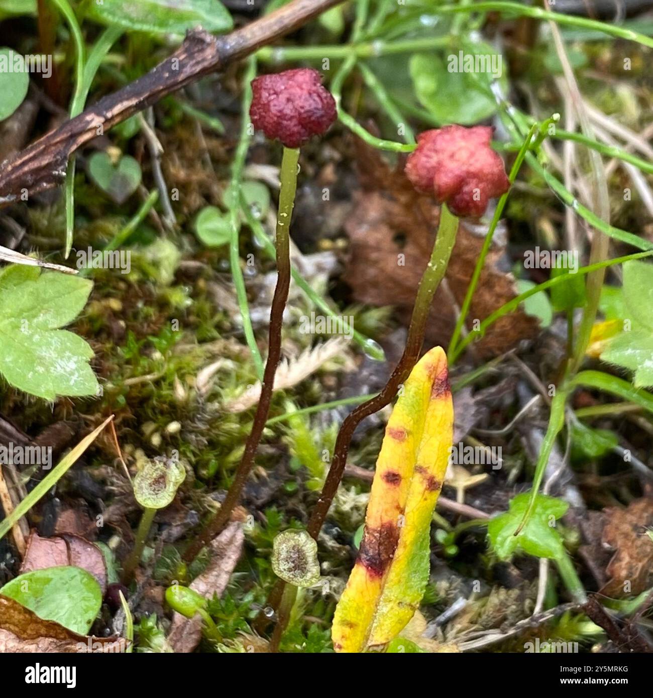 plants (Plantae) Plantae Stock Photo - Alamy